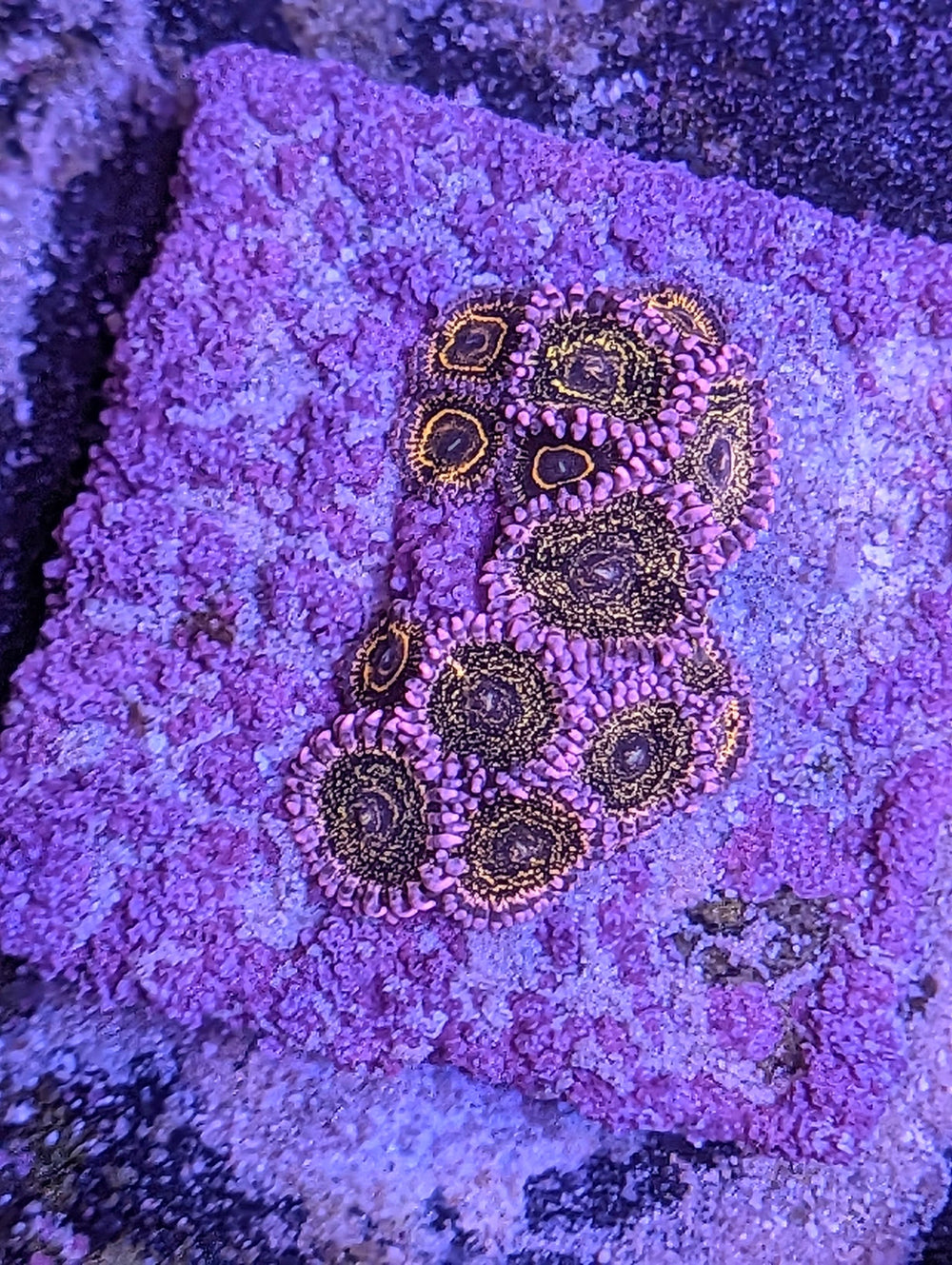 Live Corals for Sale | SPS, LPS & Zoas – BCP Corals Ohio