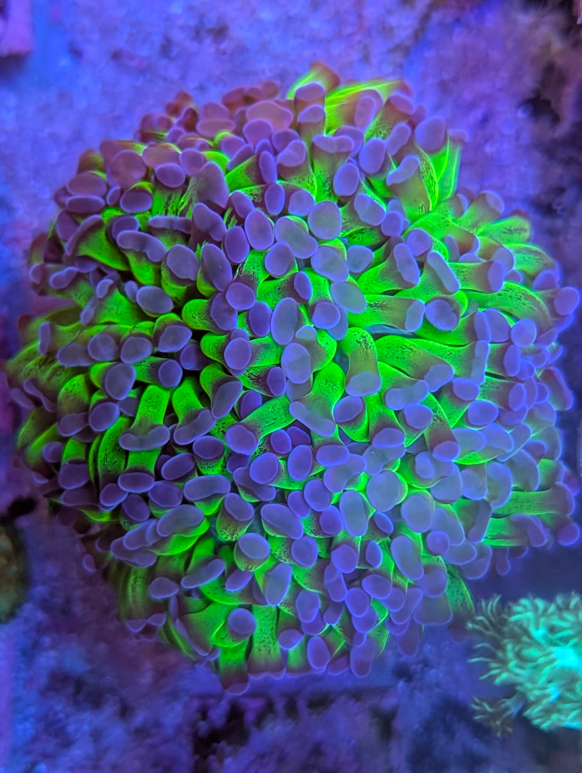 Blue tip hammer – BCP Corals