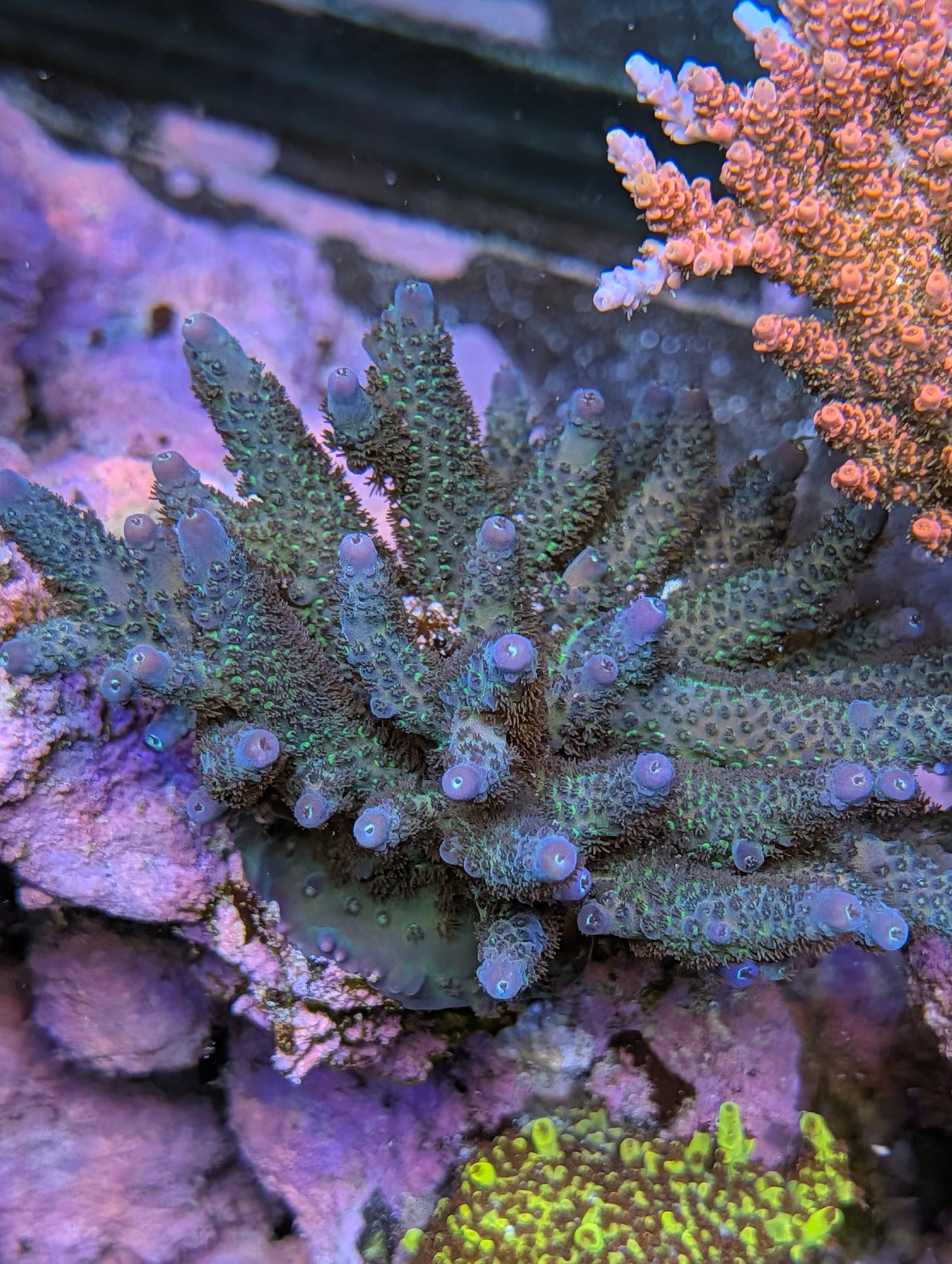Blue acro. Unknow name – BCP Corals