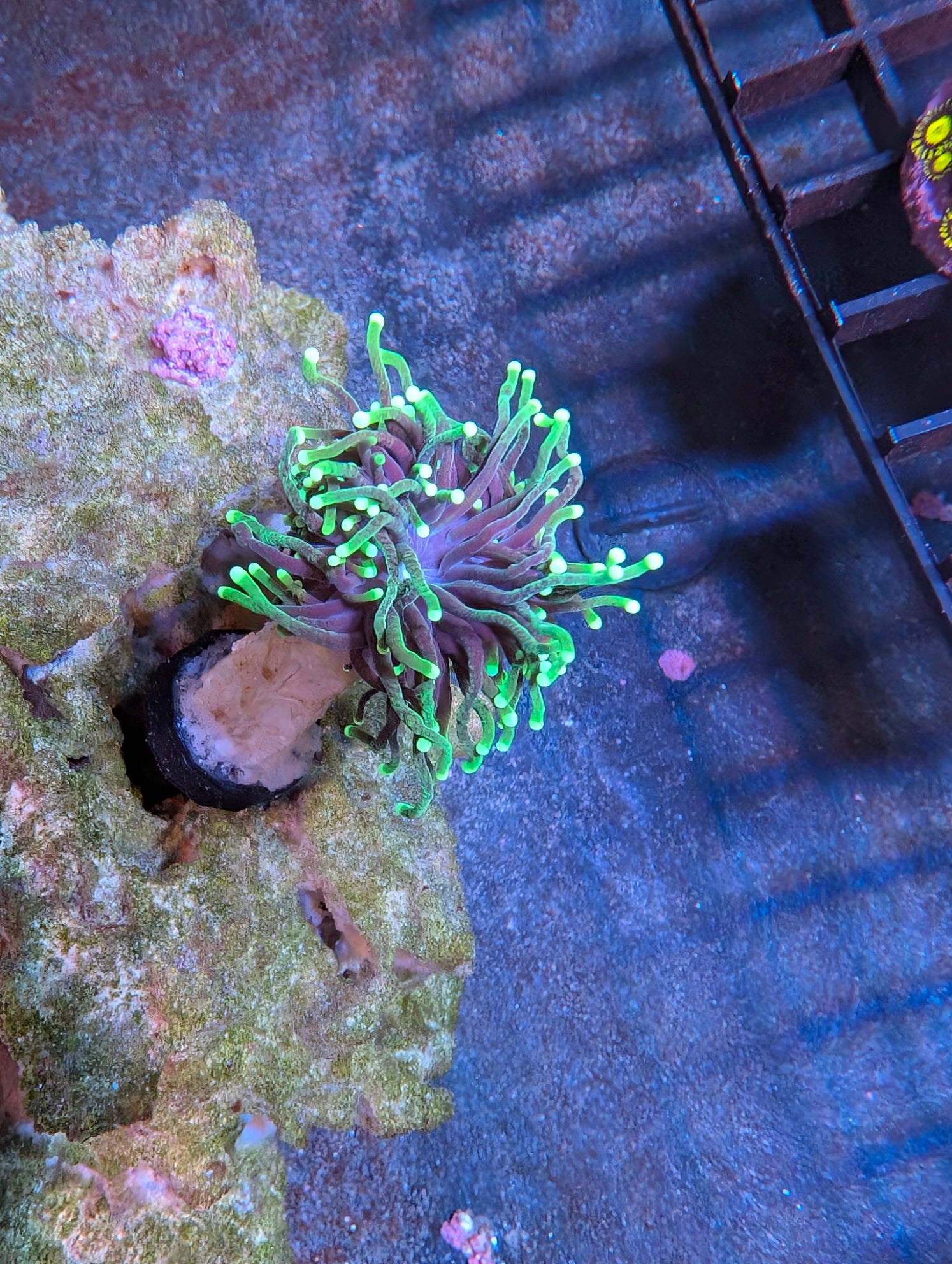 Aussie Gold/Yellow Torch Single Head – BCP Corals