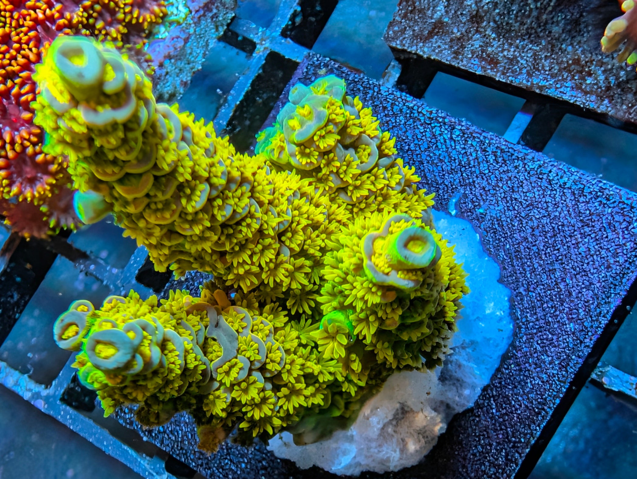 Walt Disney acro frag – BCP Corals