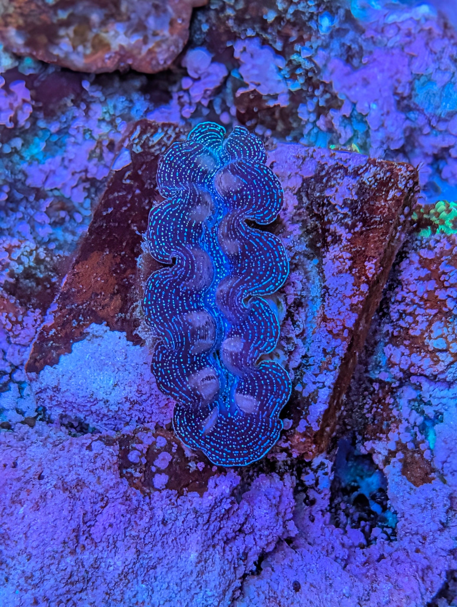 Tridacna crocea clam – BCP Corals